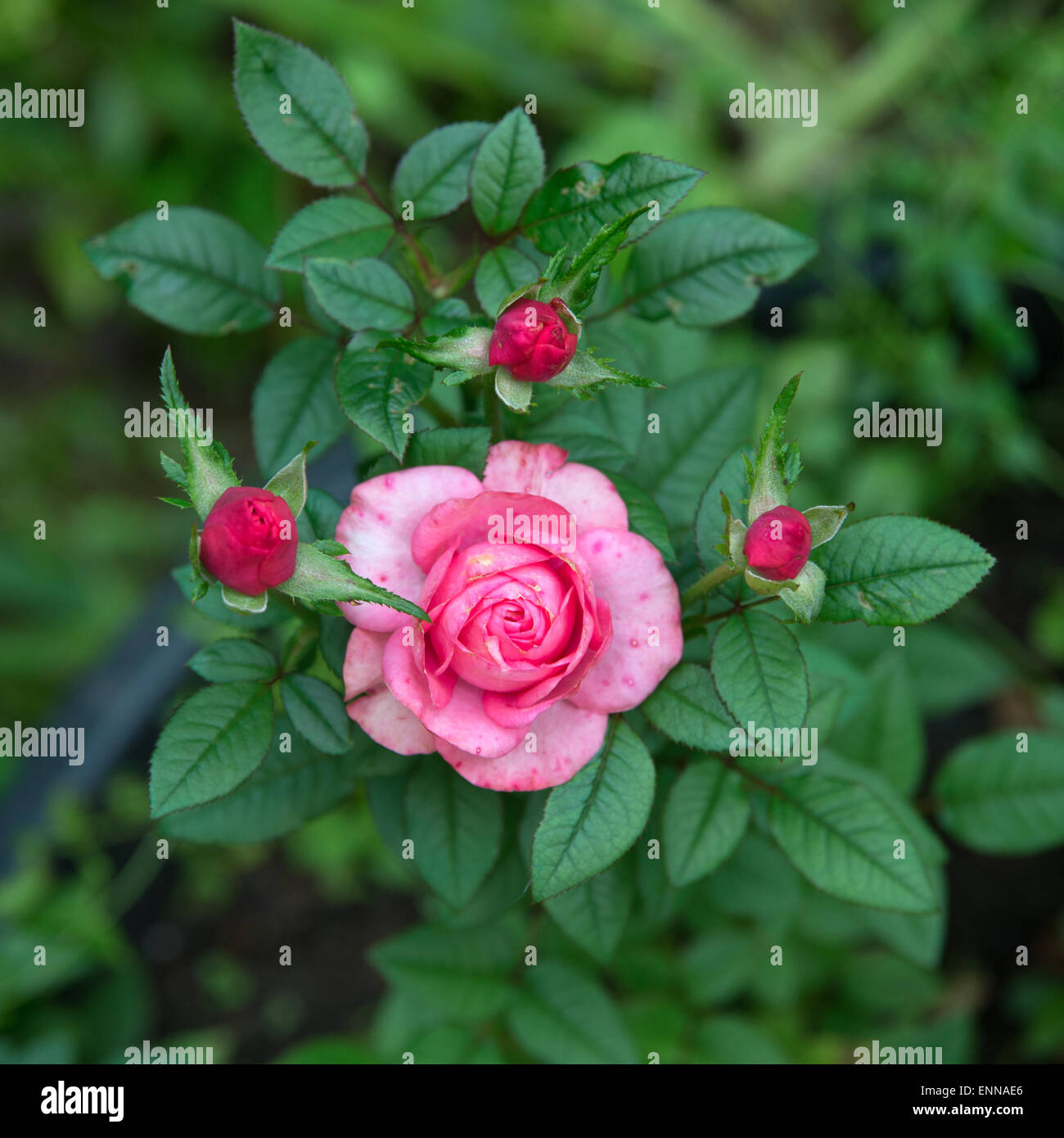Big rose garden hi-res stock photography and images - Alamy