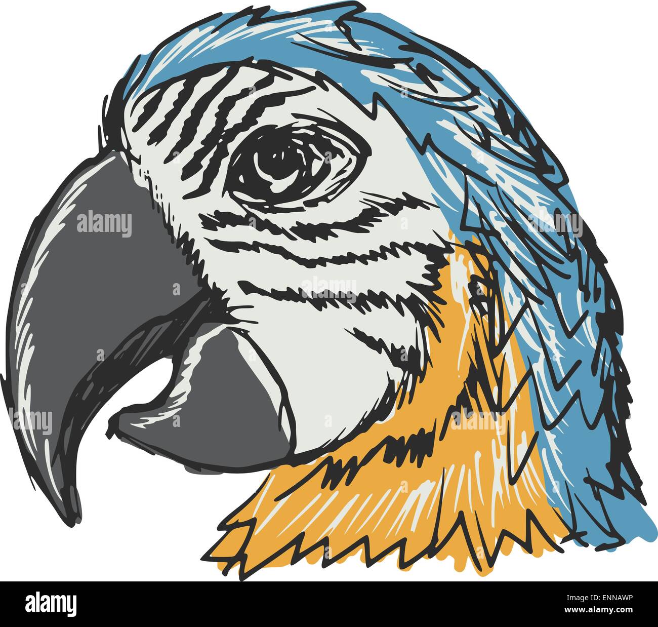 Parrot eye Stock Vector Images - Alamy