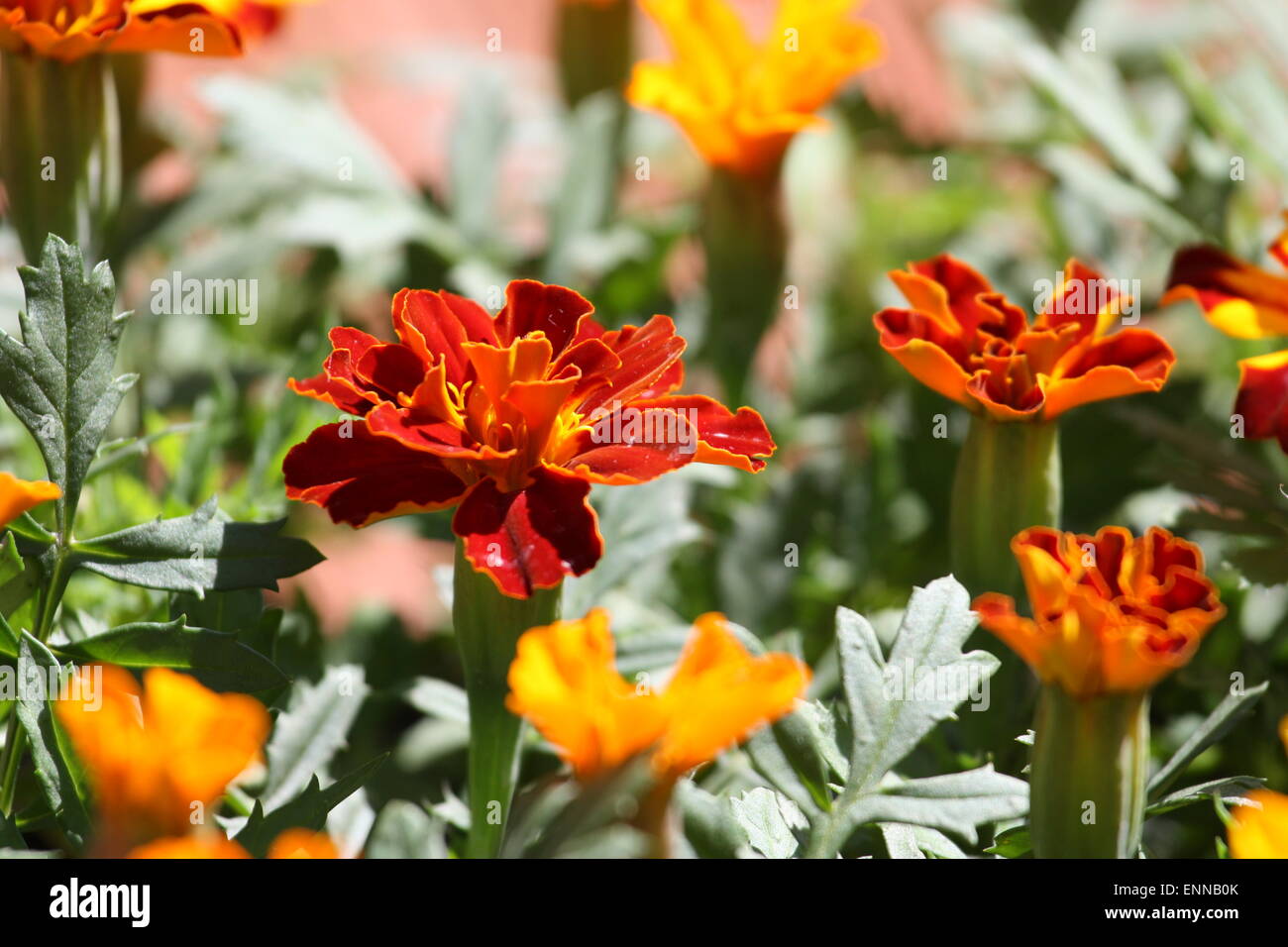 Marigold flowers hi-res stock photography and images - Alamy
