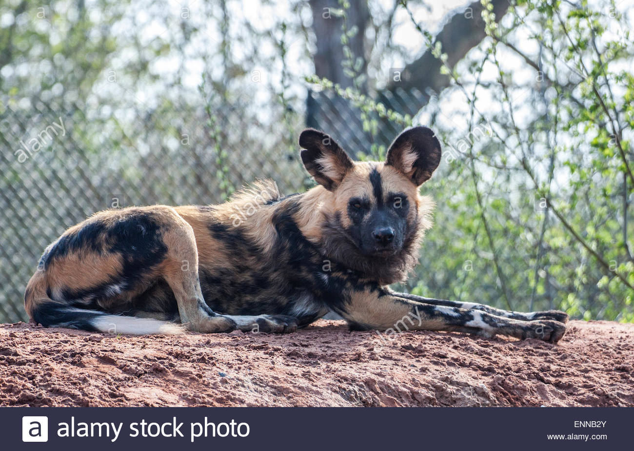 Wild Painted Dog Stock Photos & Wild Painted Dog Stock Images - Alamy
