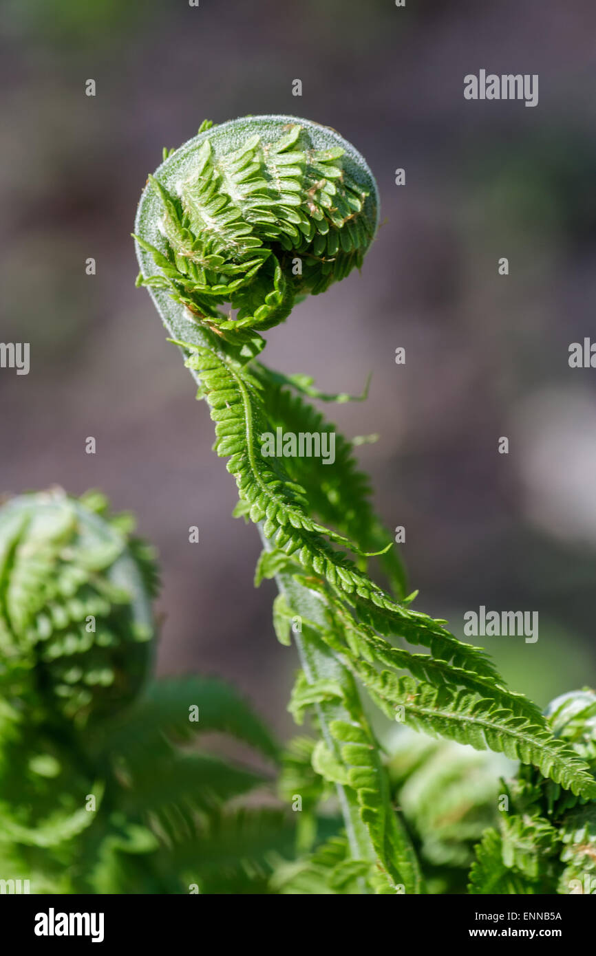 Unfolding hi-res stock photography and images - Alamy