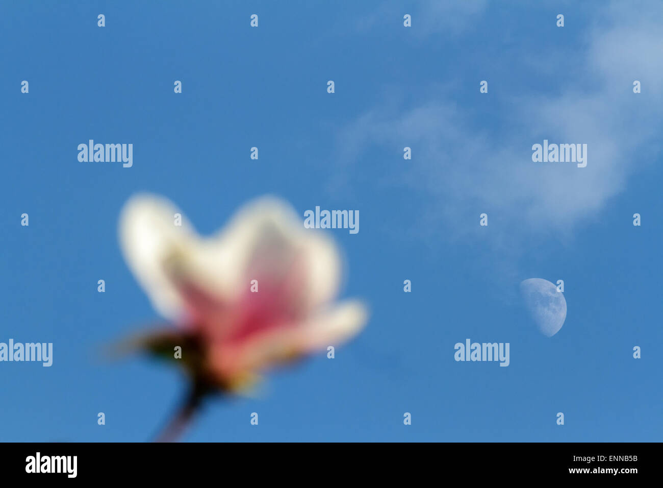 Evening moon tree hi-res stock photography and images - Alamy