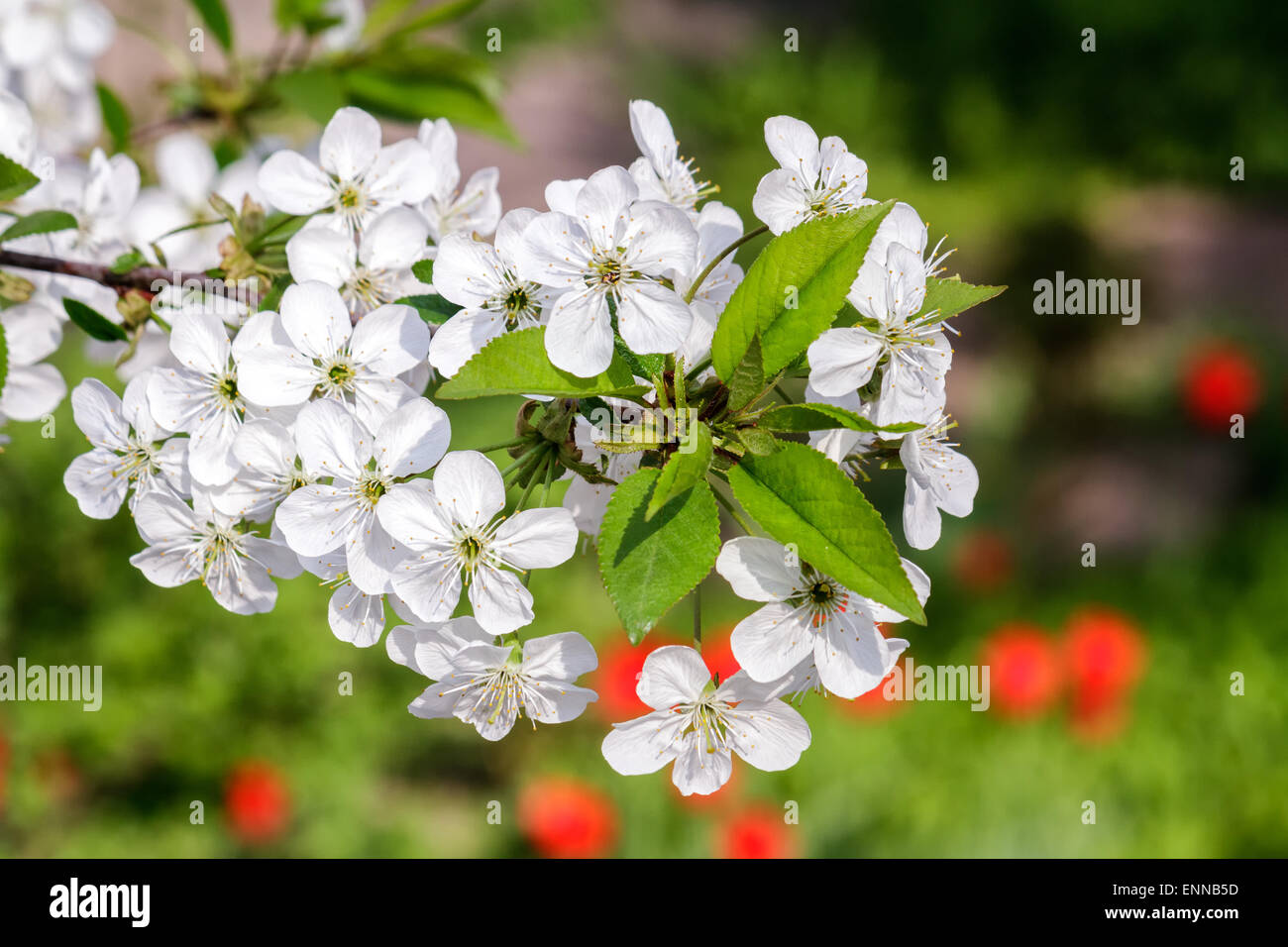 White flowers branch hi-res stock photography and images - Alamy