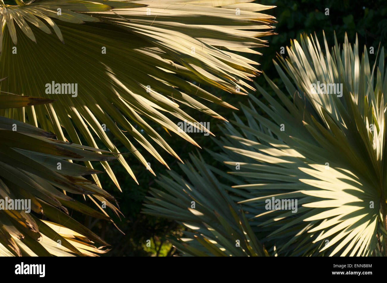 Palm fronds seen in an African garden Stock Photo - Alamy