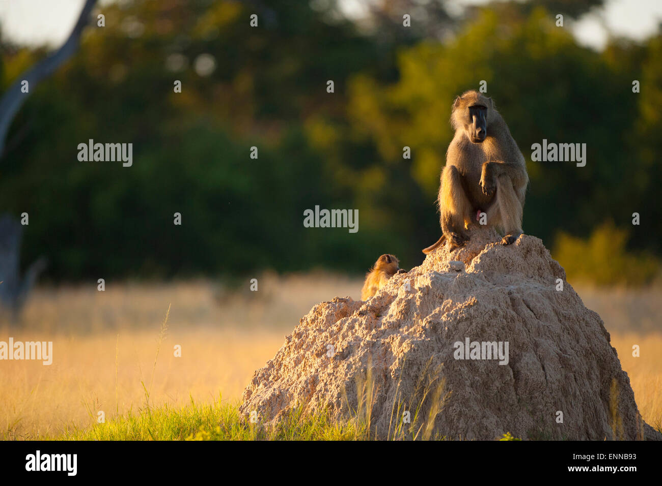 Anthill cross hi-res stock photography and images - Alamy