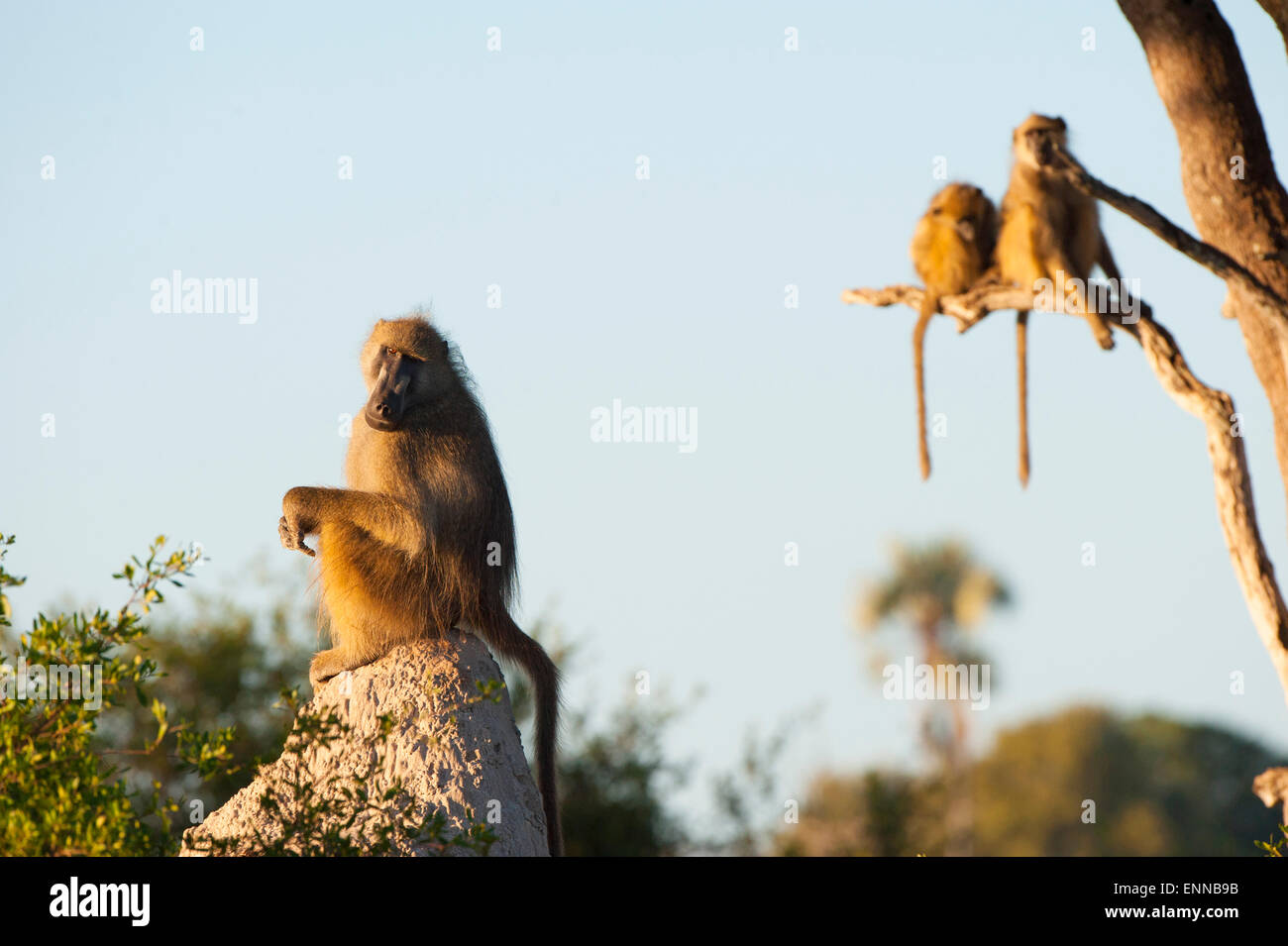 Primate migration hi-res stock photography and images - Alamy
