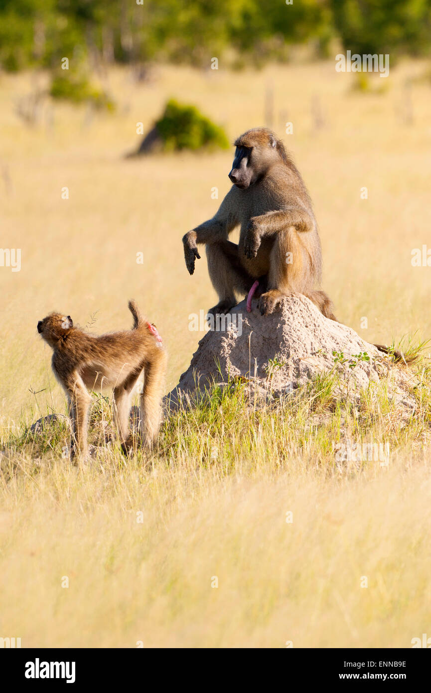 Primate migration hi-res stock photography and images - Alamy