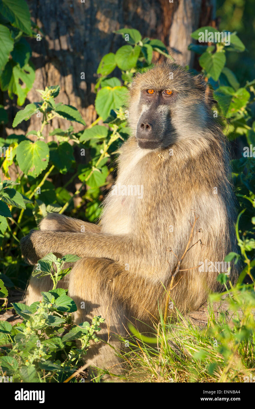 Man Like Baboon High Resolution Stock Photography and Images - Alamy
