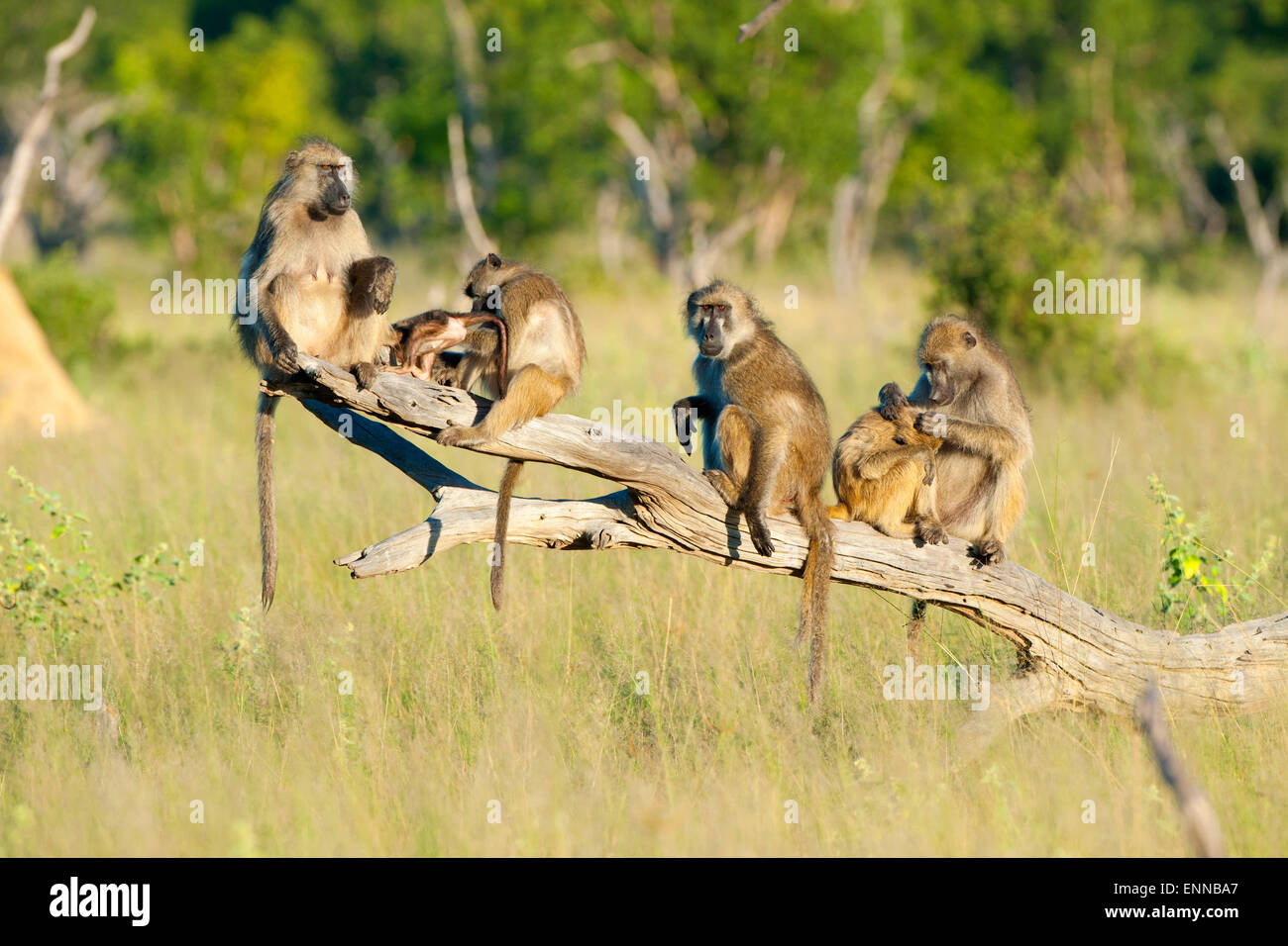 Human interraction hi-res stock photography and images - Alamy