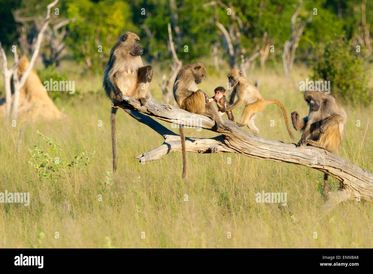 Human interraction hi-res stock photography and images - Alamy