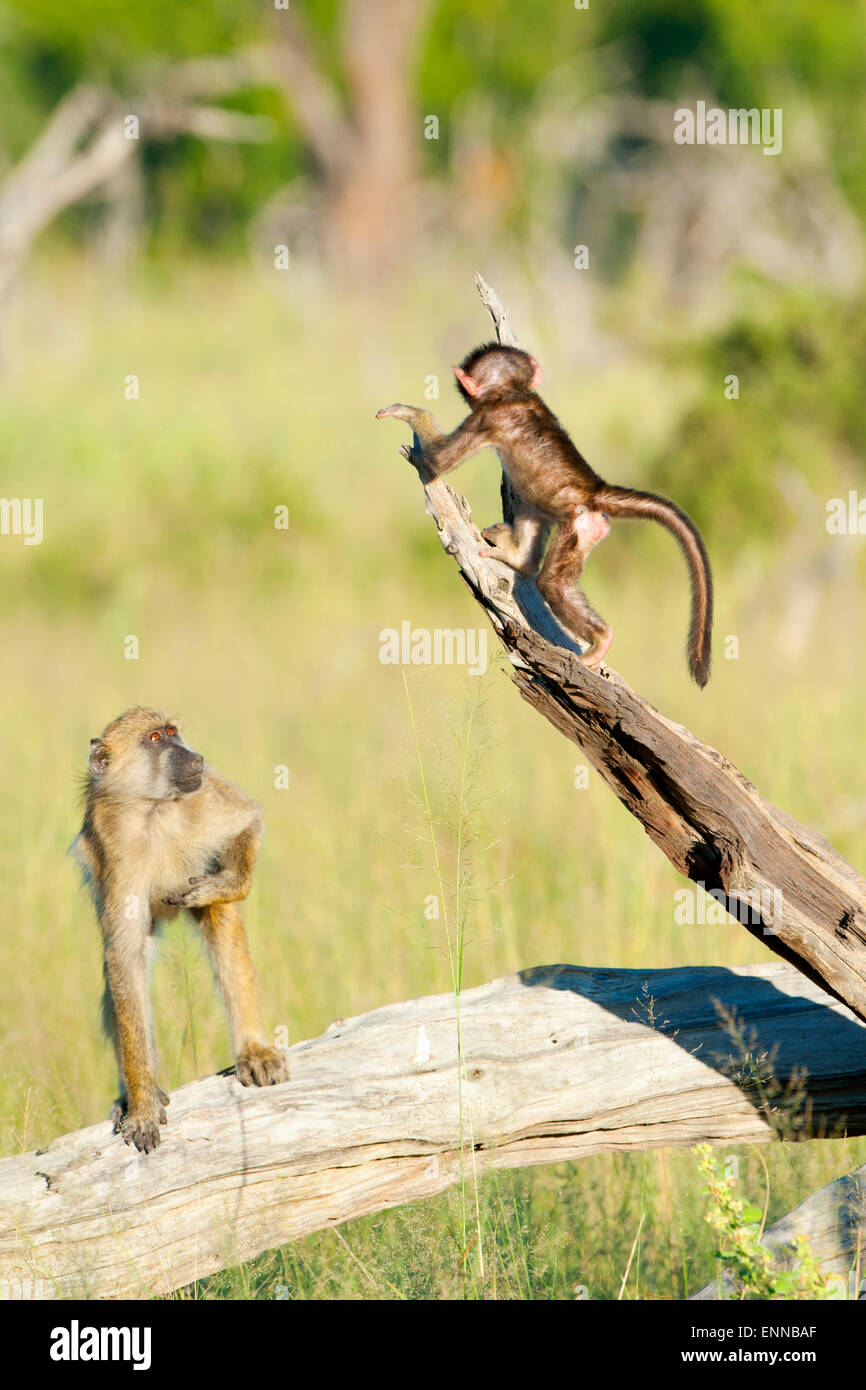 Monkey human development hi-res stock photography and images - Alamy