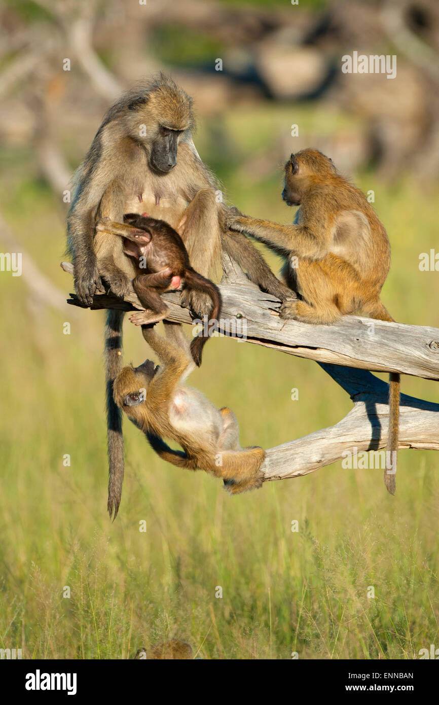 Olive baboon climbing tree hi-res stock photography and images - Alamy