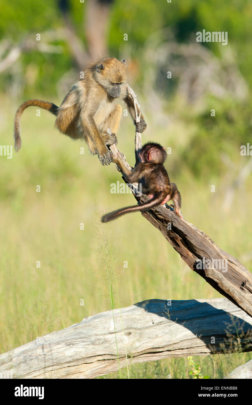 Olive baboon climbing tree hi-res stock photography and images - Alamy
