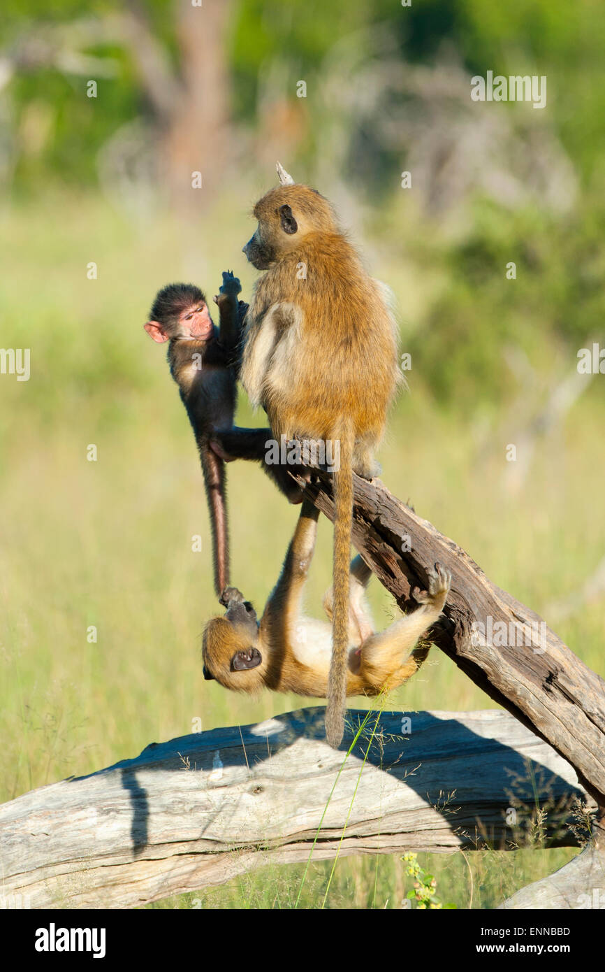 Olive baboon climbing tree hi-res stock photography and images - Alamy