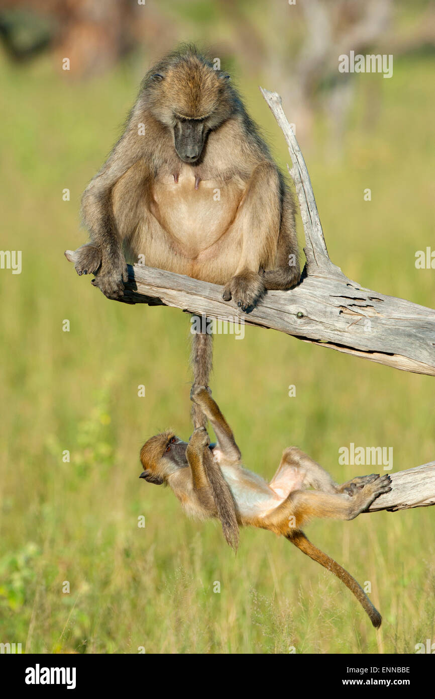 Olive baboon climbing tree hi-res stock photography and images - Alamy