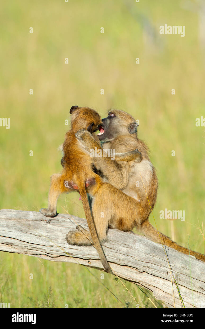 Primate social fighting hi-res stock photography and images - Alamy