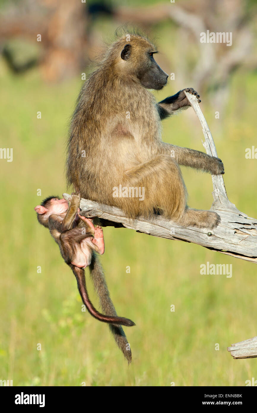 Baboon climbing tree hi-res stock photography and images - Alamy