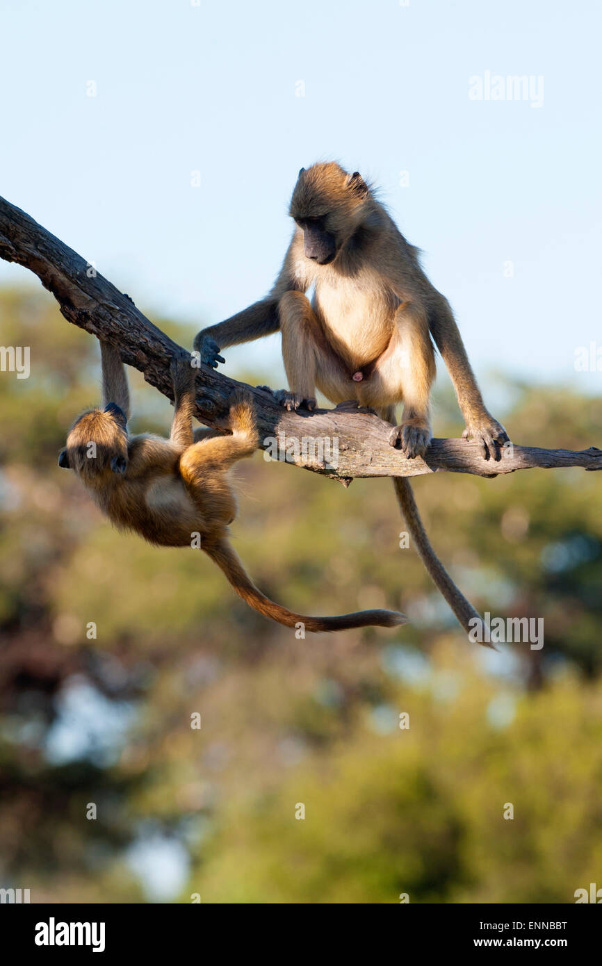 Olive baboon climbing tree hi-res stock photography and images - Alamy
