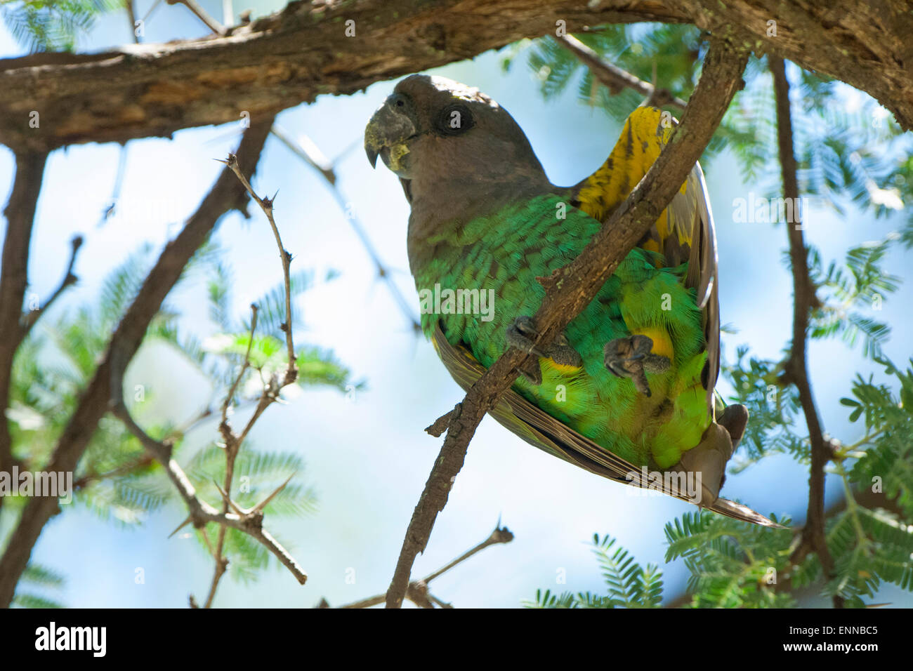 Parrot markings hi-res stock photography and images - Alamy