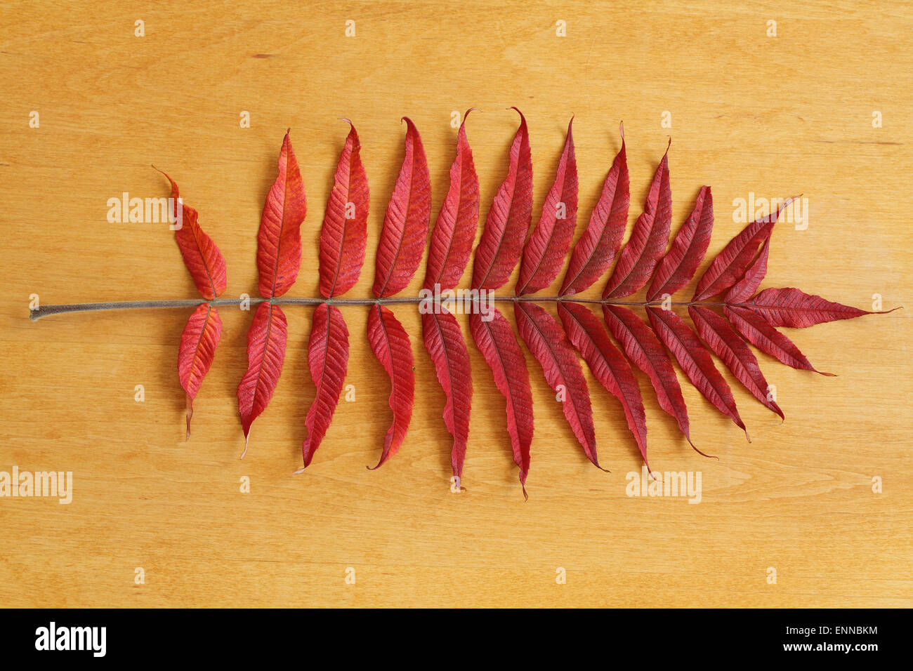 Autumn leaves background - red sumac leaf on wooden background Stock ...
