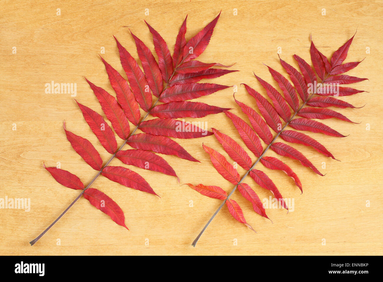 Autumn leaves background - red sumac leaves on wooden background Stock ...