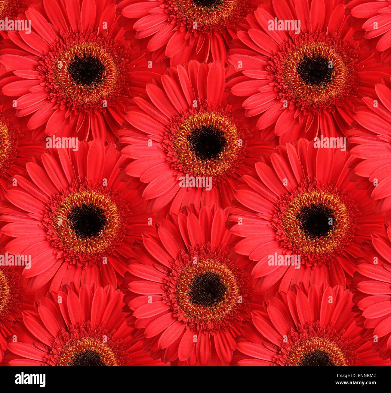 Background - composition of red gerberas with dark brown core Stock ...