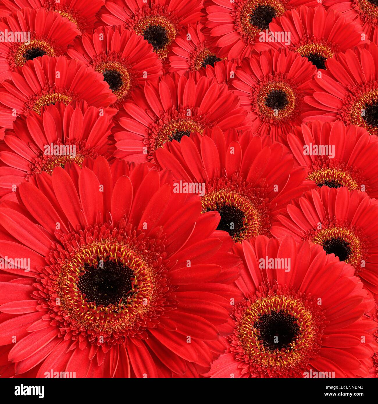Background - composition of red gerberas with dark brown core Stock ...