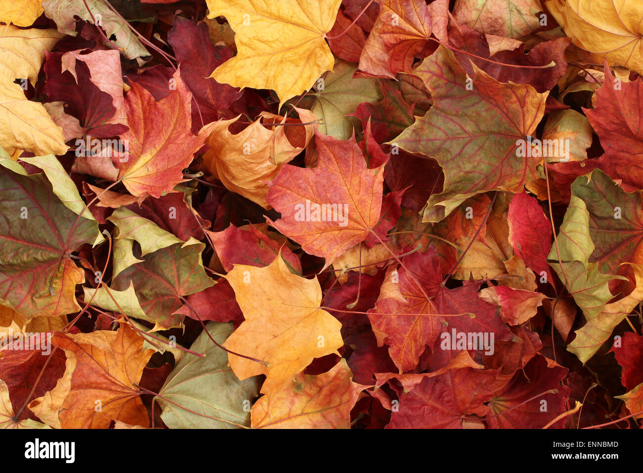 Dried maple leaves hi-res stock photography and images - Alamy