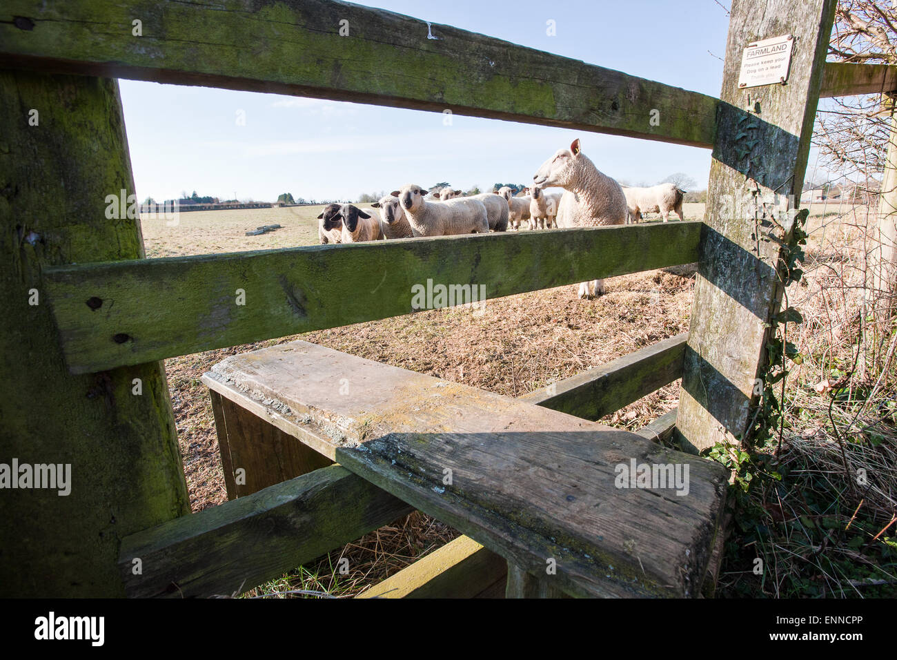 Sheep during a winter snow storm in February. Snowy field village of ...