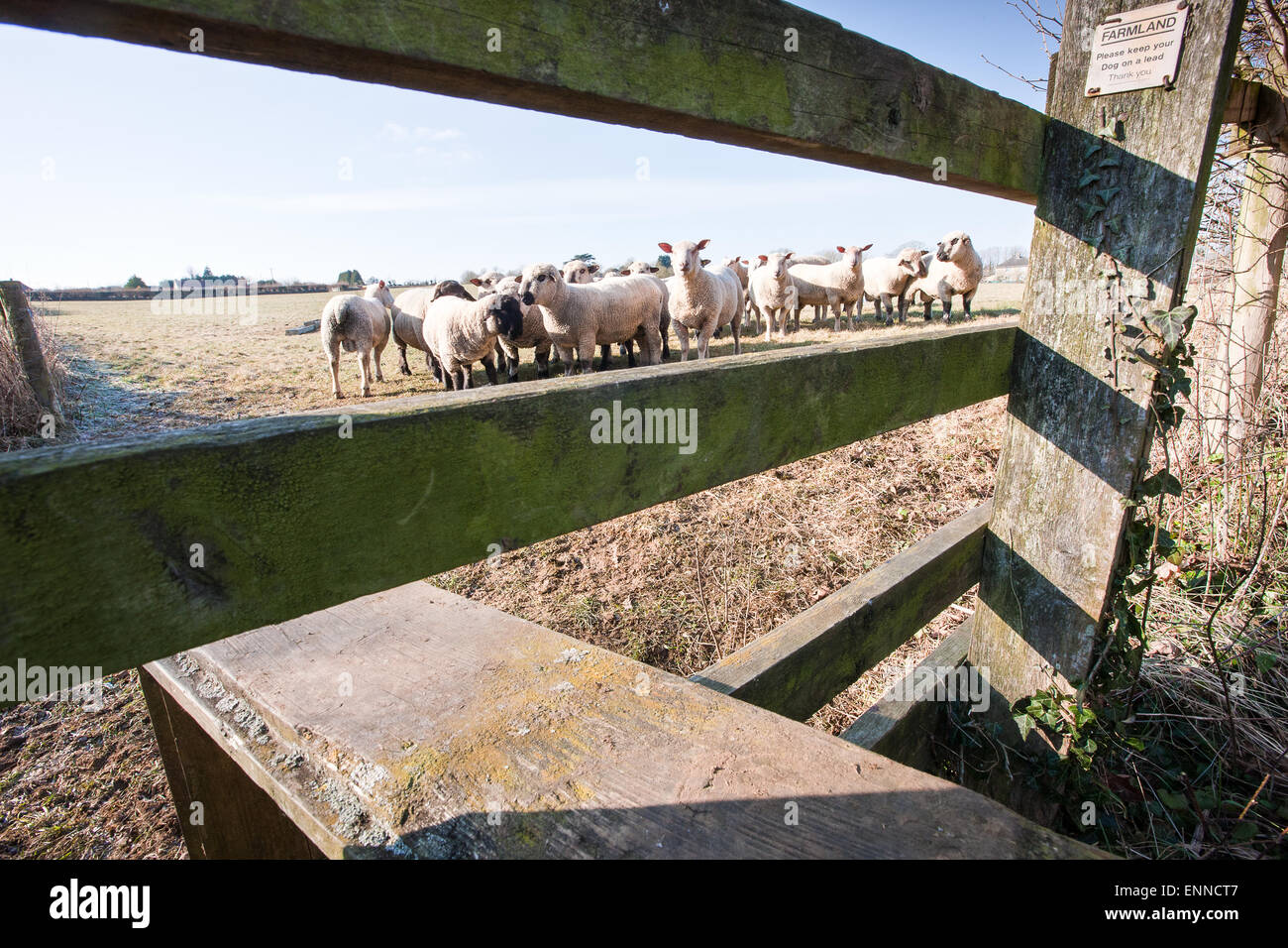 Sheep during a winter snow storm in February. Snowy field village of ...