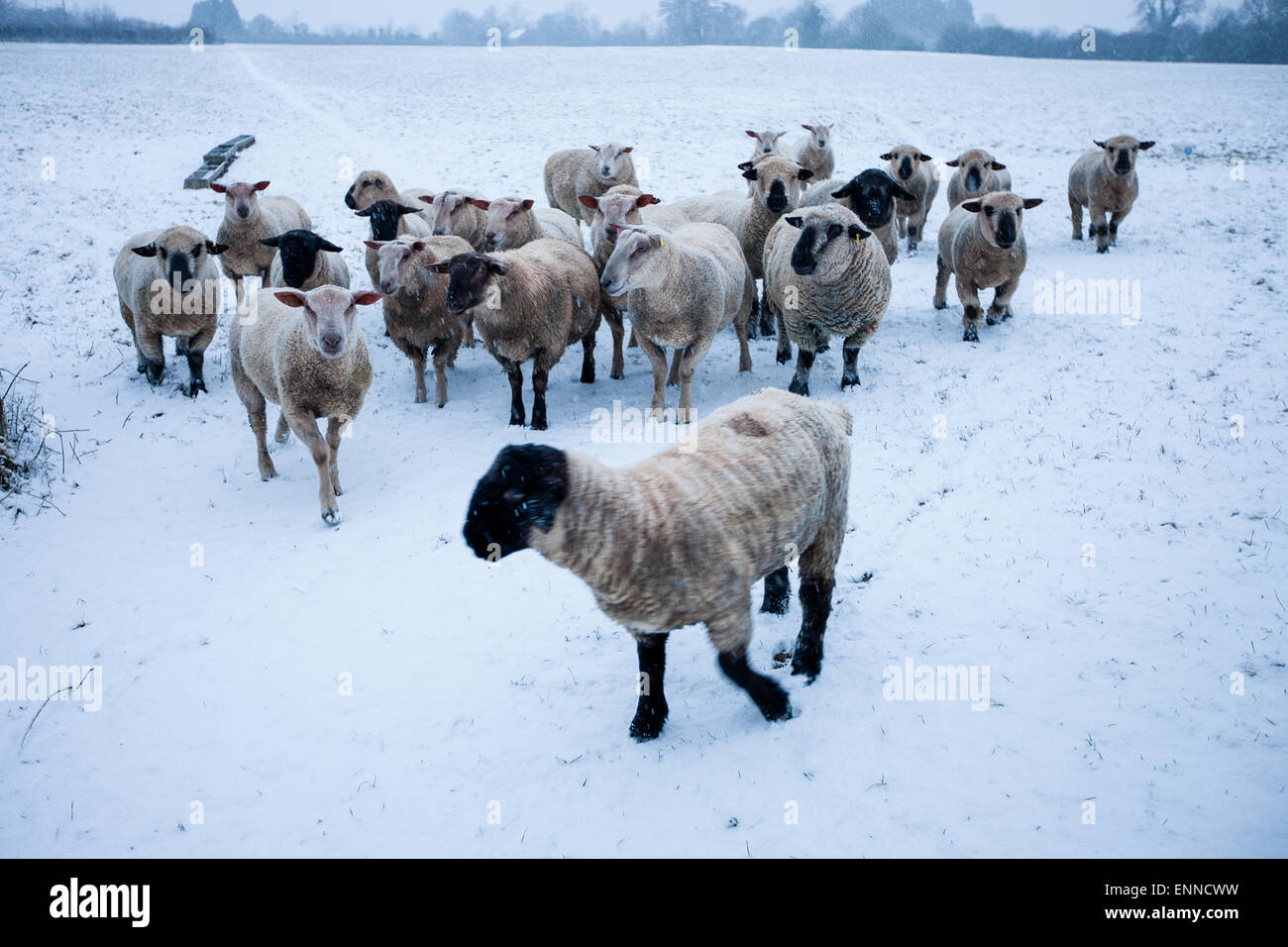 Sheep during a winter snow storm in February. Snowy field village of ...