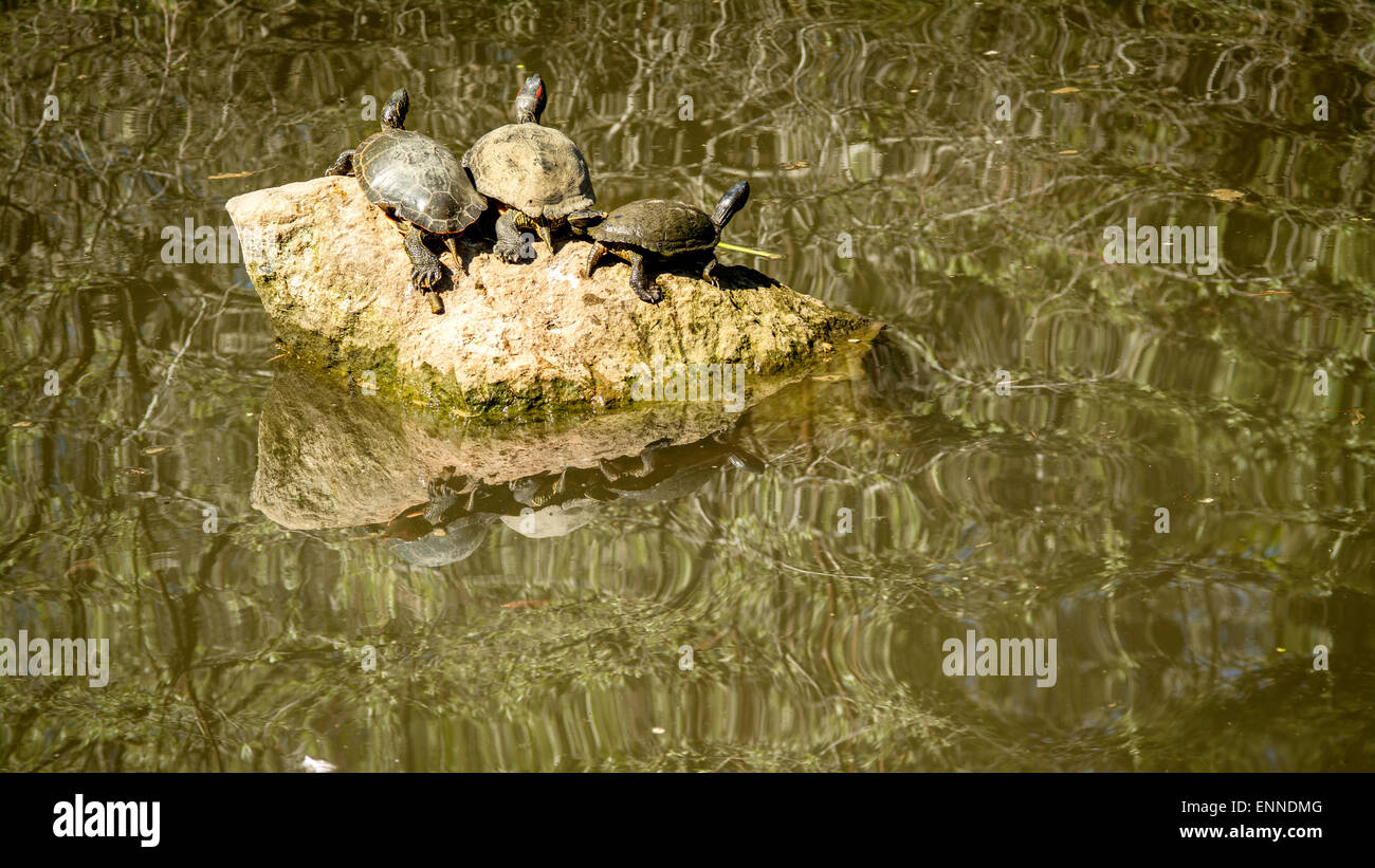 Three turtles on rock hi-res stock photography and images - Alamy