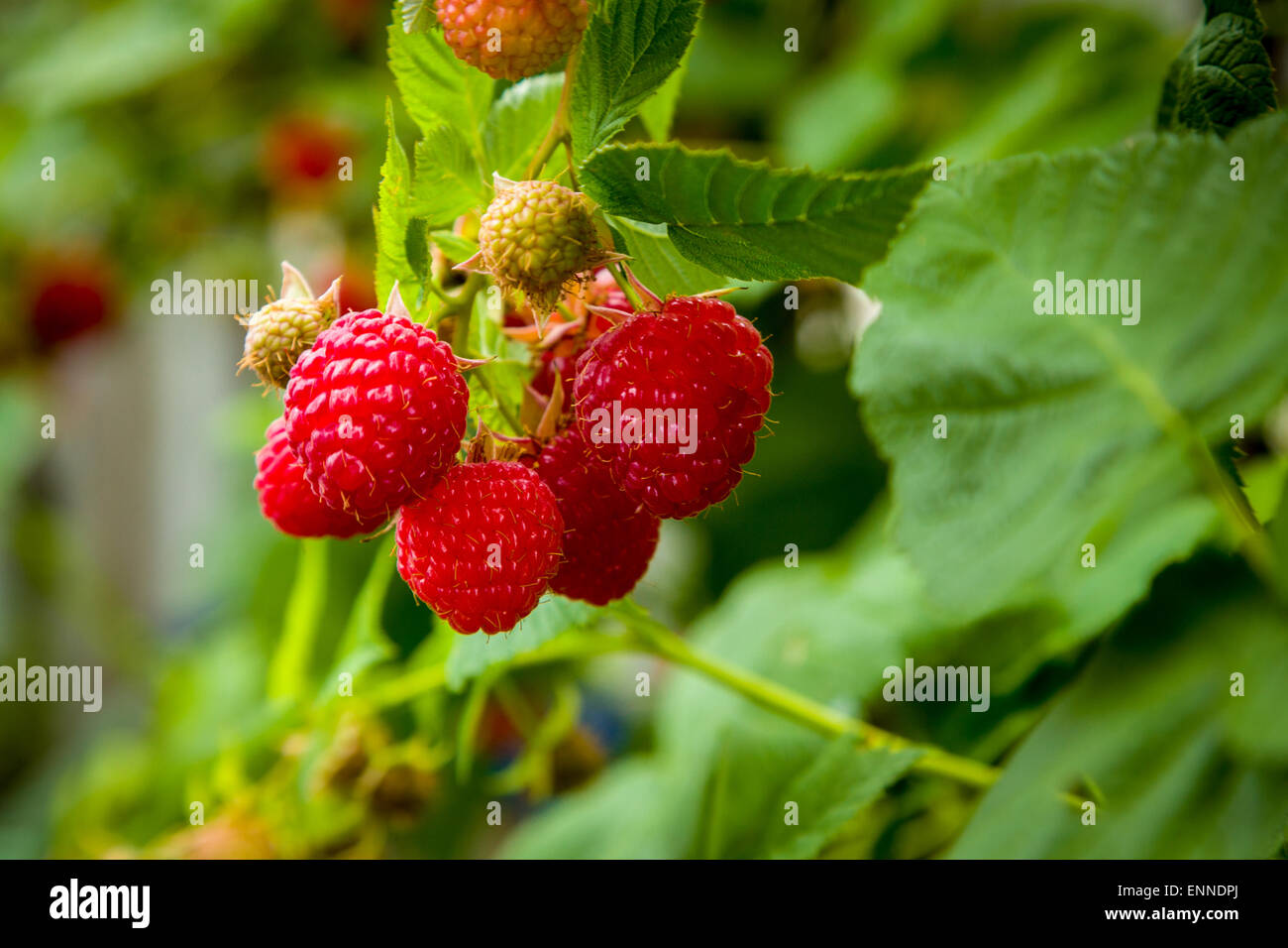 Rasberry bush hi-res stock photography and images - Alamy