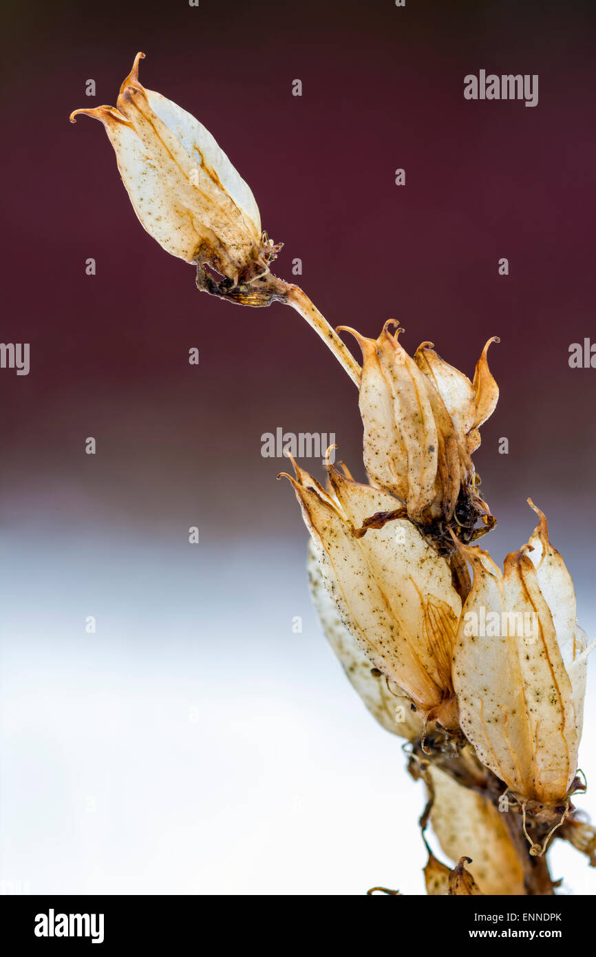 Dead weed macro that is tan Stock Photo - Alamy