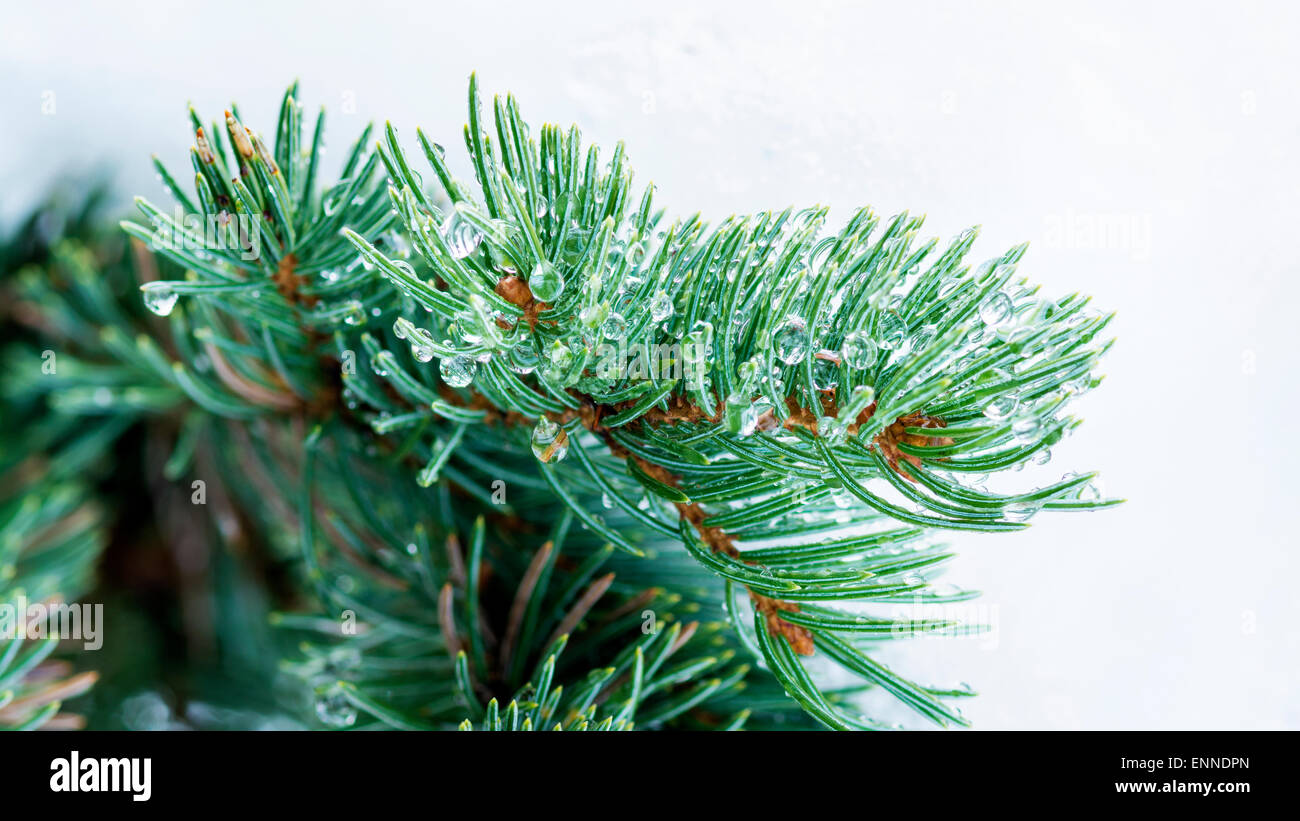 Pine tree with morning dew on it Stock Photo - Alamy