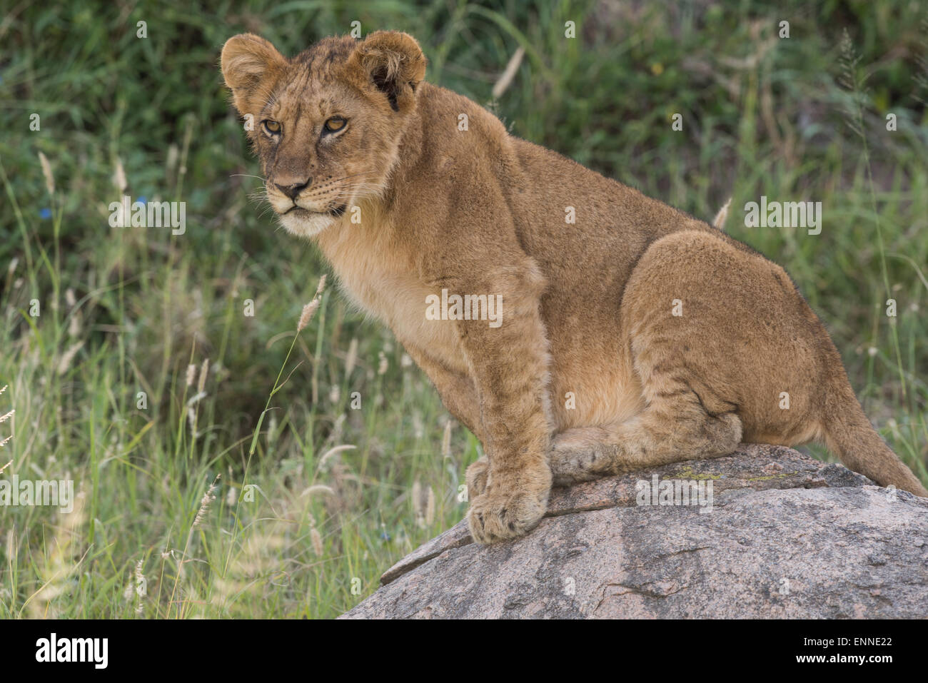 Sitting on a lion hi-res stock photography and images - Alamy