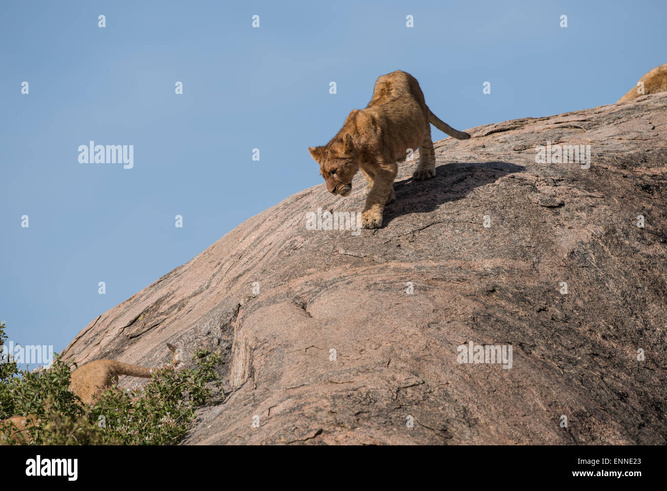 Lion cub on kopjes, Serengeti National Park, Tanzania Stock Photo - Alamy