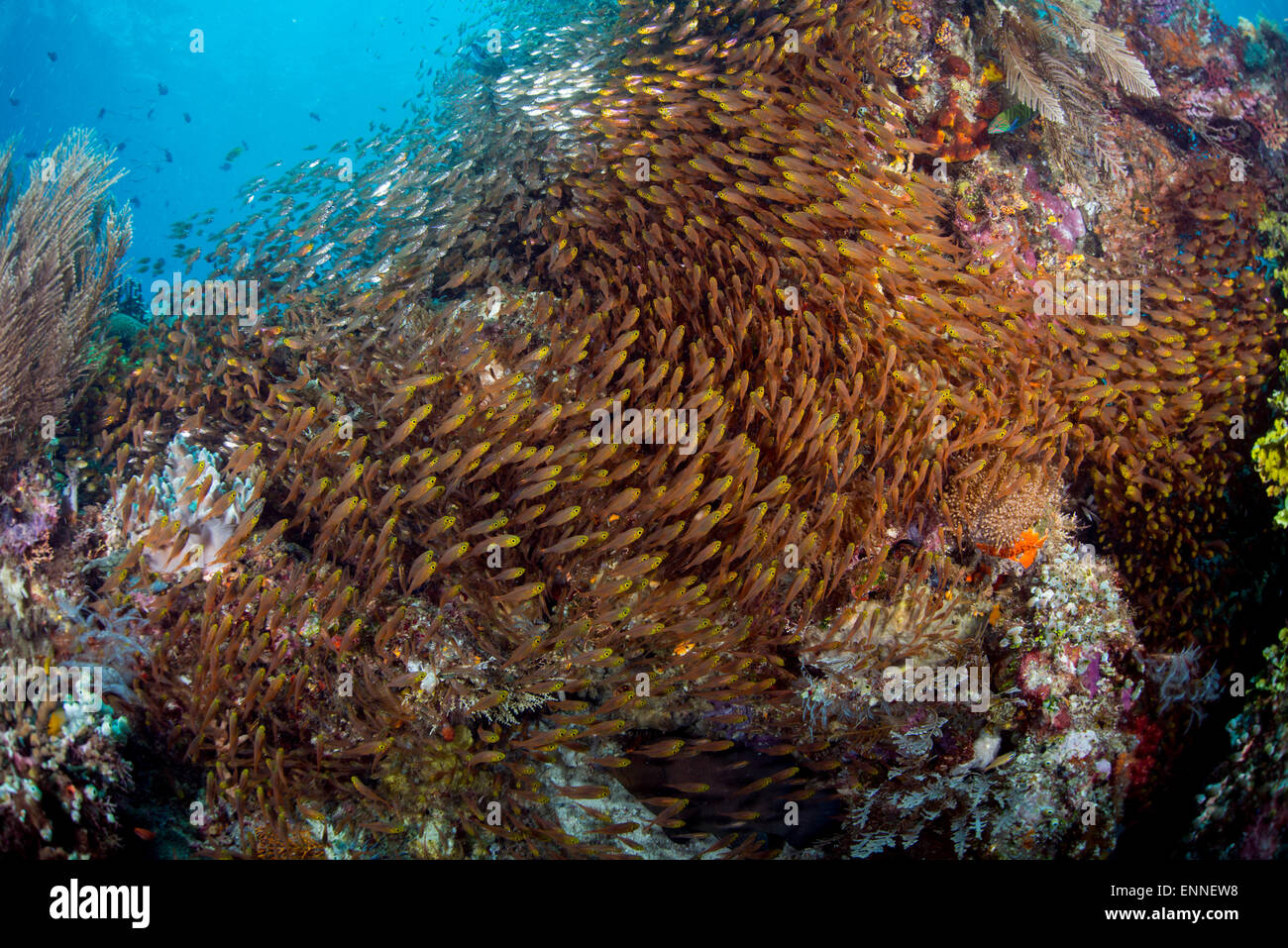 A coral head from Raja Ampat surrounded by school of glassfish Stock ...