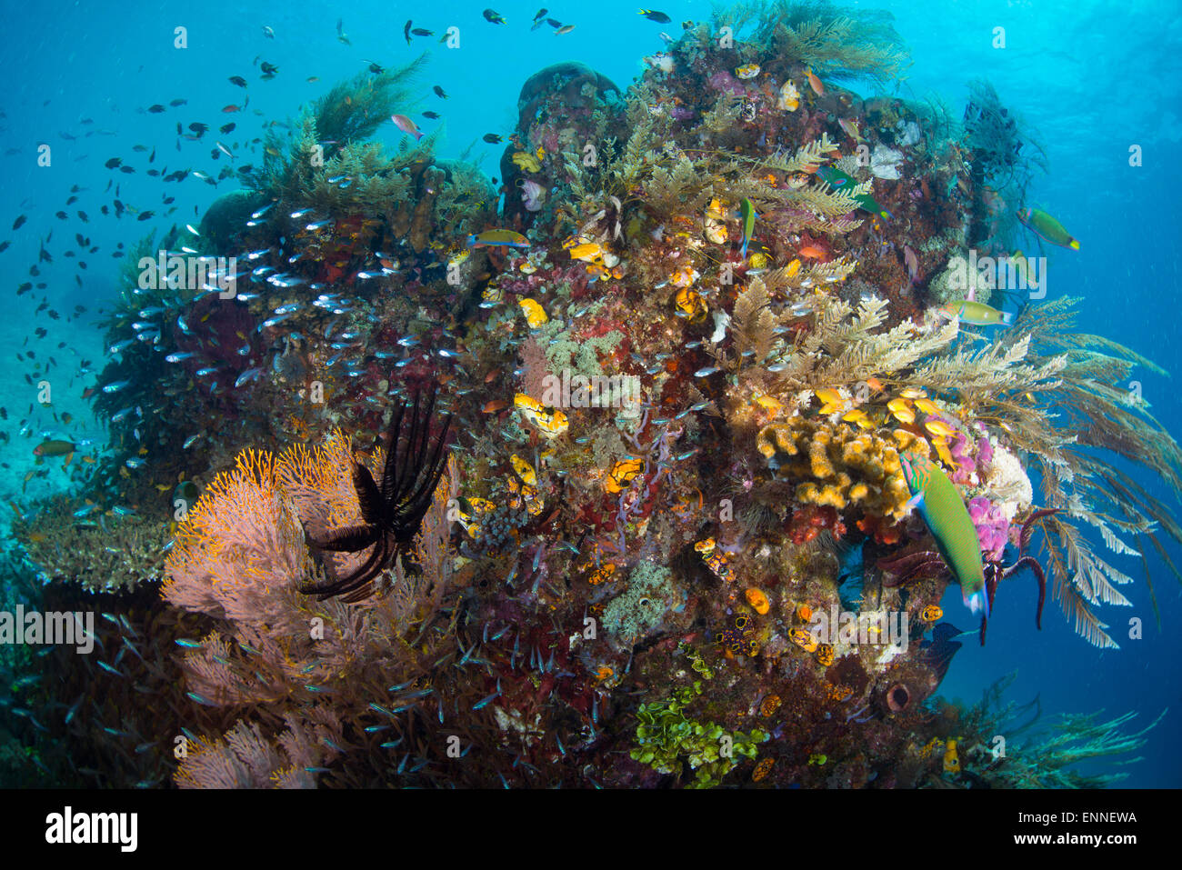 A coral head from Raja Ampat surrounded by school of glassfish Stock ...