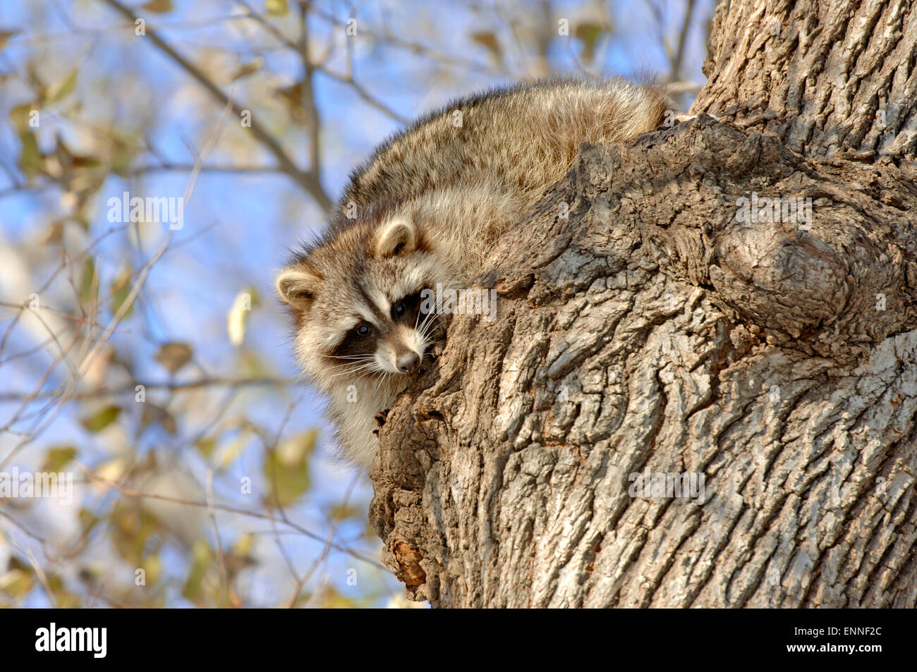 Racoon in tree with blue sky Stock Photo - Alamy