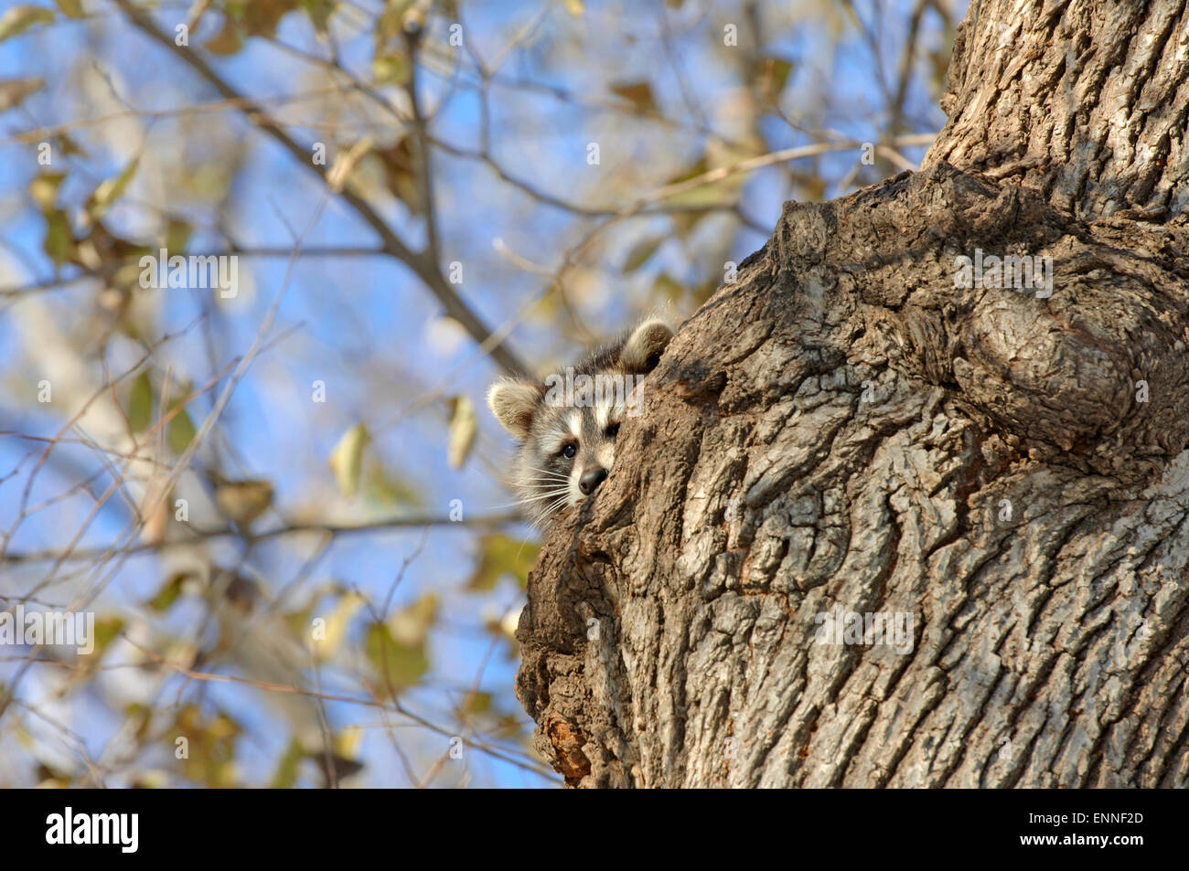 Racoon in tree with blue sky Stock Photo - Alamy