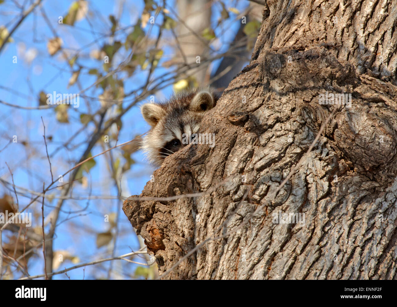 Racoon in tree with blue sky Stock Photo - Alamy