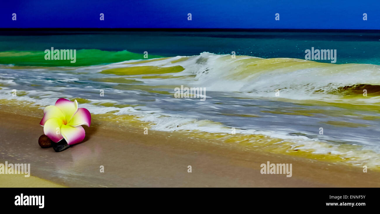 A pink and yellow Hawaiian Flower, Plumeria, laying on sand with ...