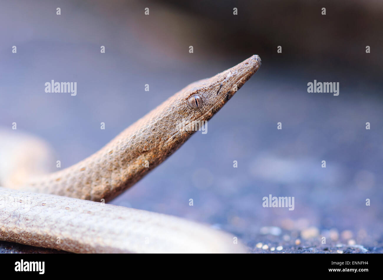 Legless Lizard, Charnley River Station, Kimberley Region, Western ...