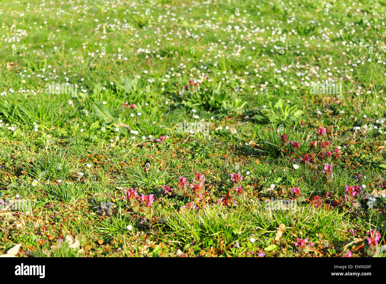 fresh spring grass in perspective view Stock Photo - Alamy