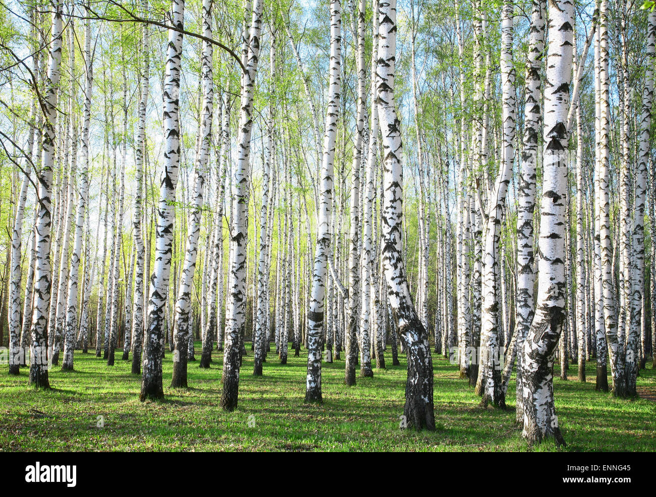 Birches trees hi-res stock photography and images - Alamy