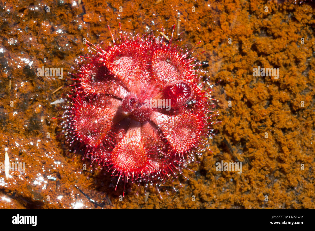 Drosera indica, Charnley River Station, Kimberley, Western Australia ...