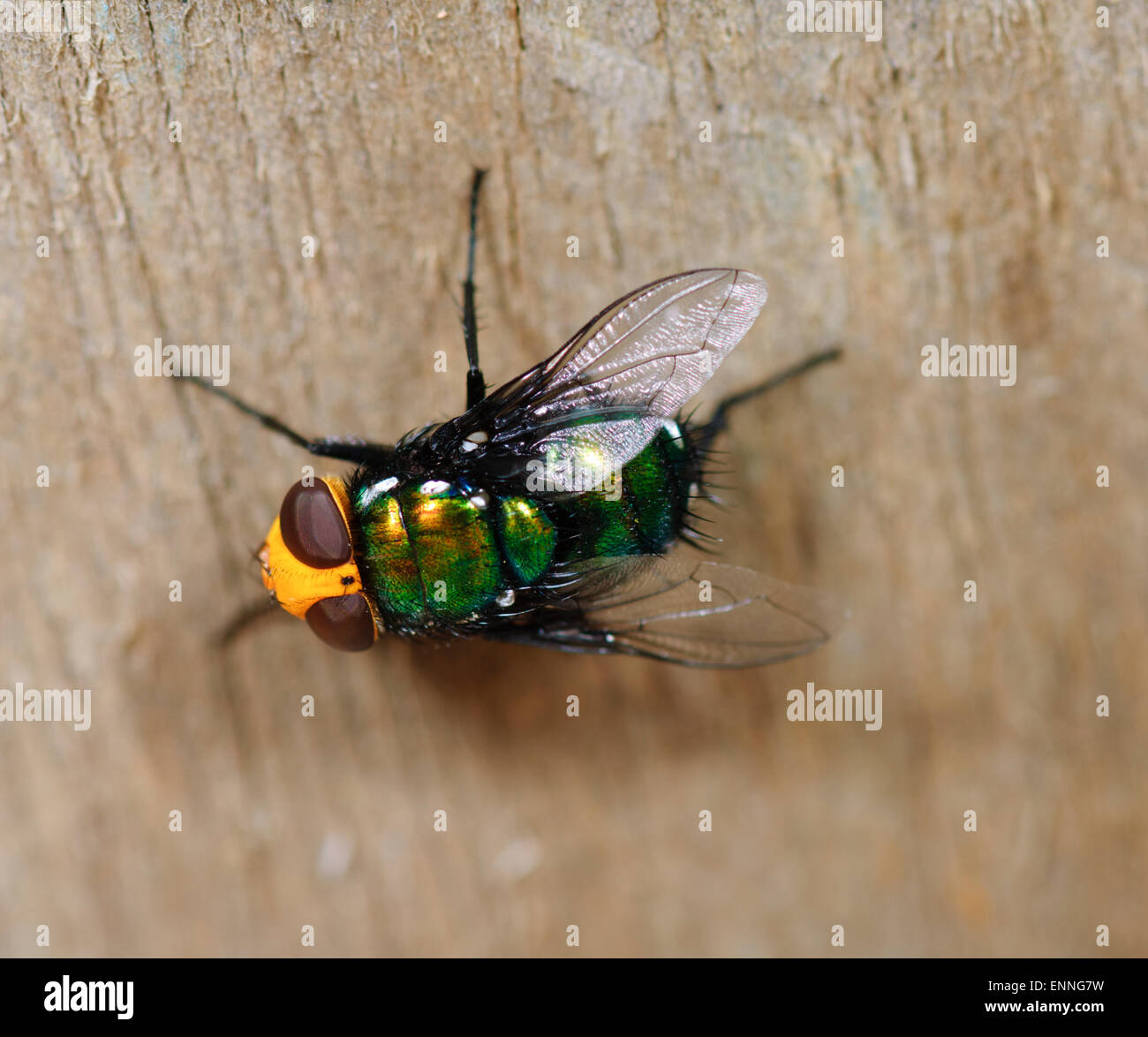 Calliphoridae TEST KEY TO BRITISH BLOWFLIES (CALLIPHORIDAE) AND