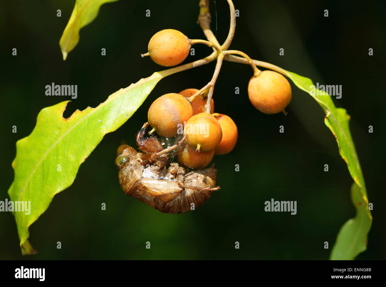 Empty exoskeleton hi-res stock photography and images - Alamy