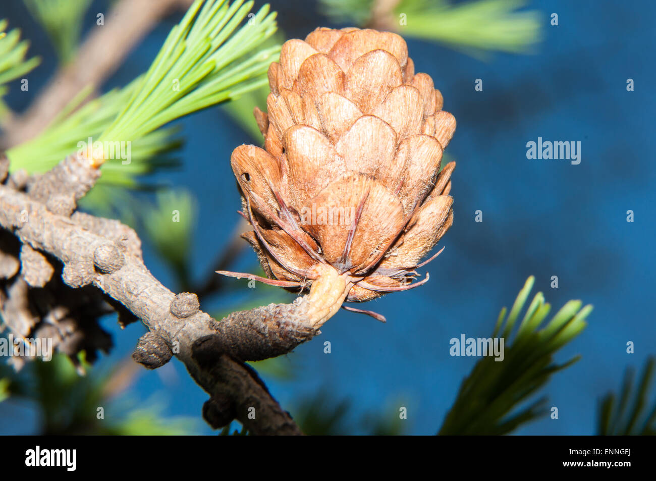 Larix genus of deciduous coniferous plant family Pinaceae Stock Photo ...